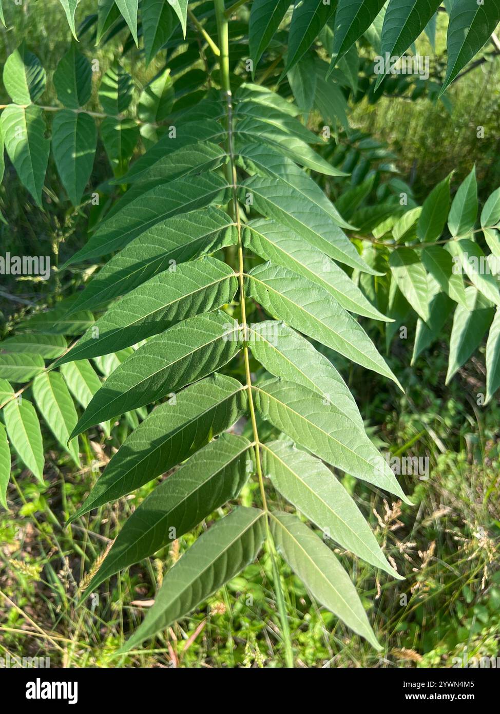 tree-of-heaven (Ailanthus altissima Stock Photo - Alamy
