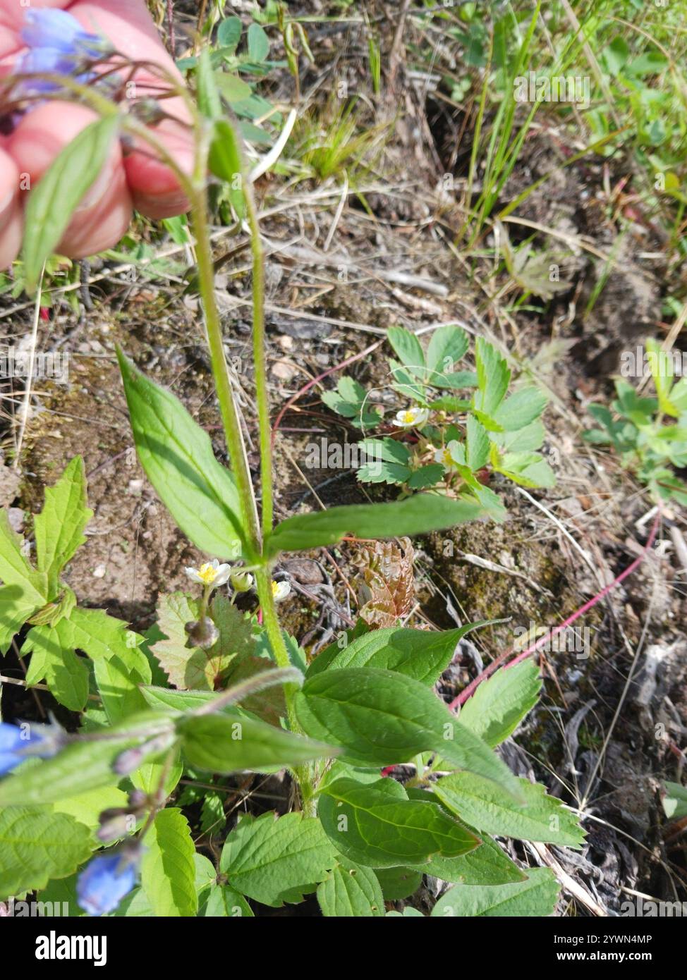 Tall Bluebell (Mertensia paniculata Stock Photo - Alamy