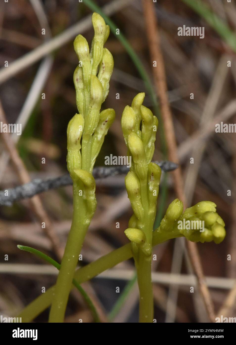 northern coralroot (Corallorhiza trifida Stock Photo - Alamy