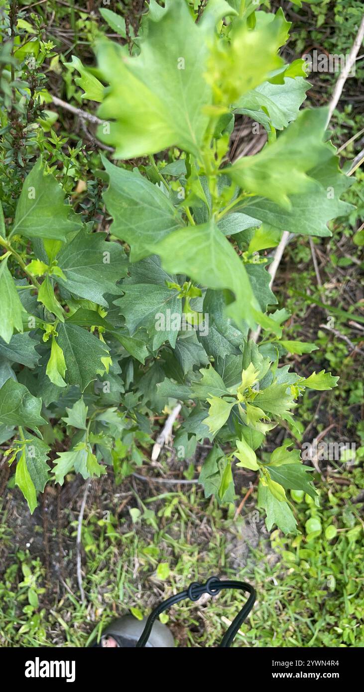 groundsel tree (Baccharis halimifolia Stock Photo - Alamy