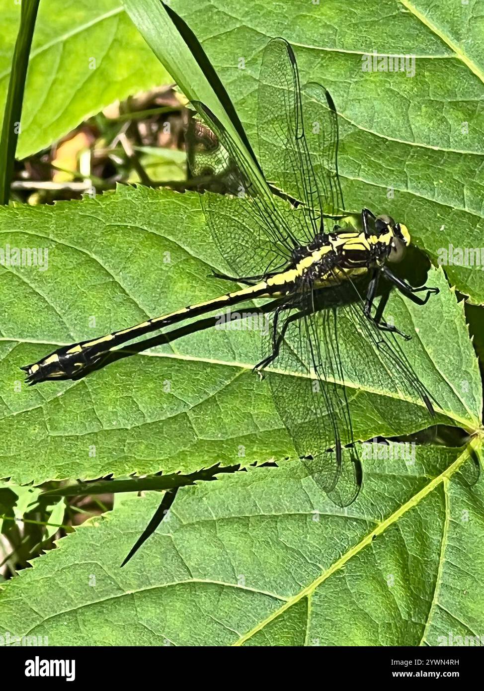 Black-shouldered Spinyleg (Dromogomphus spinosus Stock Photo - Alamy