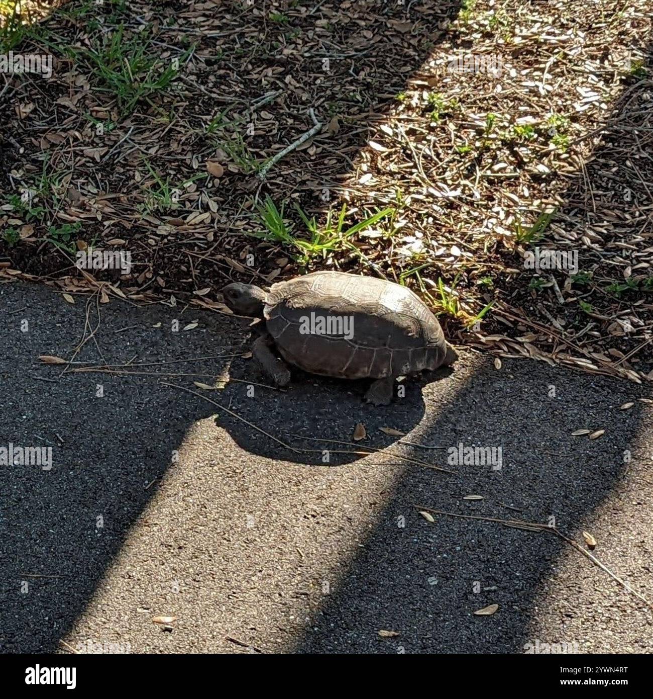 Gopher Tortoise (Gopherus polyphemus Stock Photo - Alamy