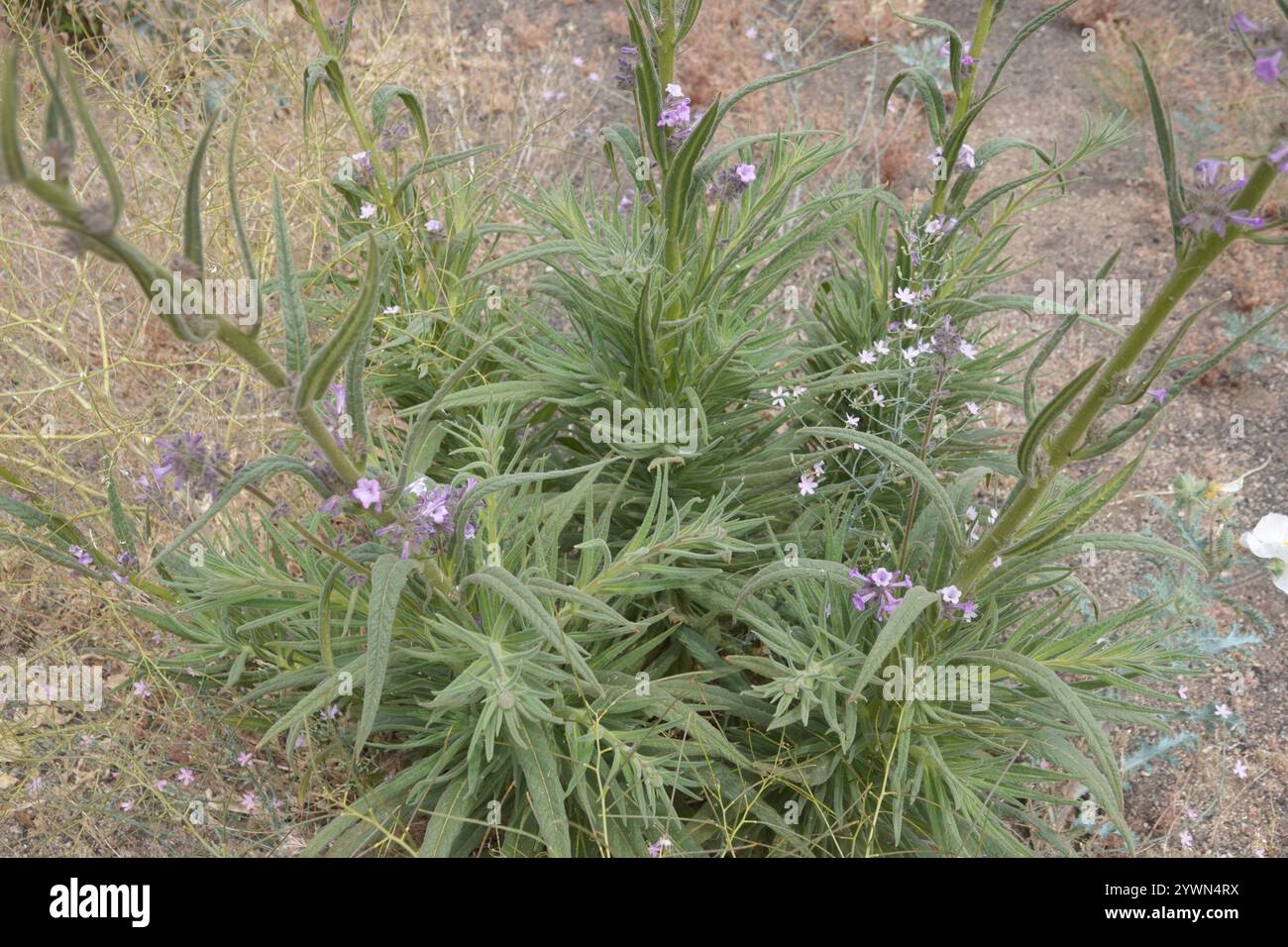 Poodle-dog bush (Turricula parryi Stock Photo - Alamy