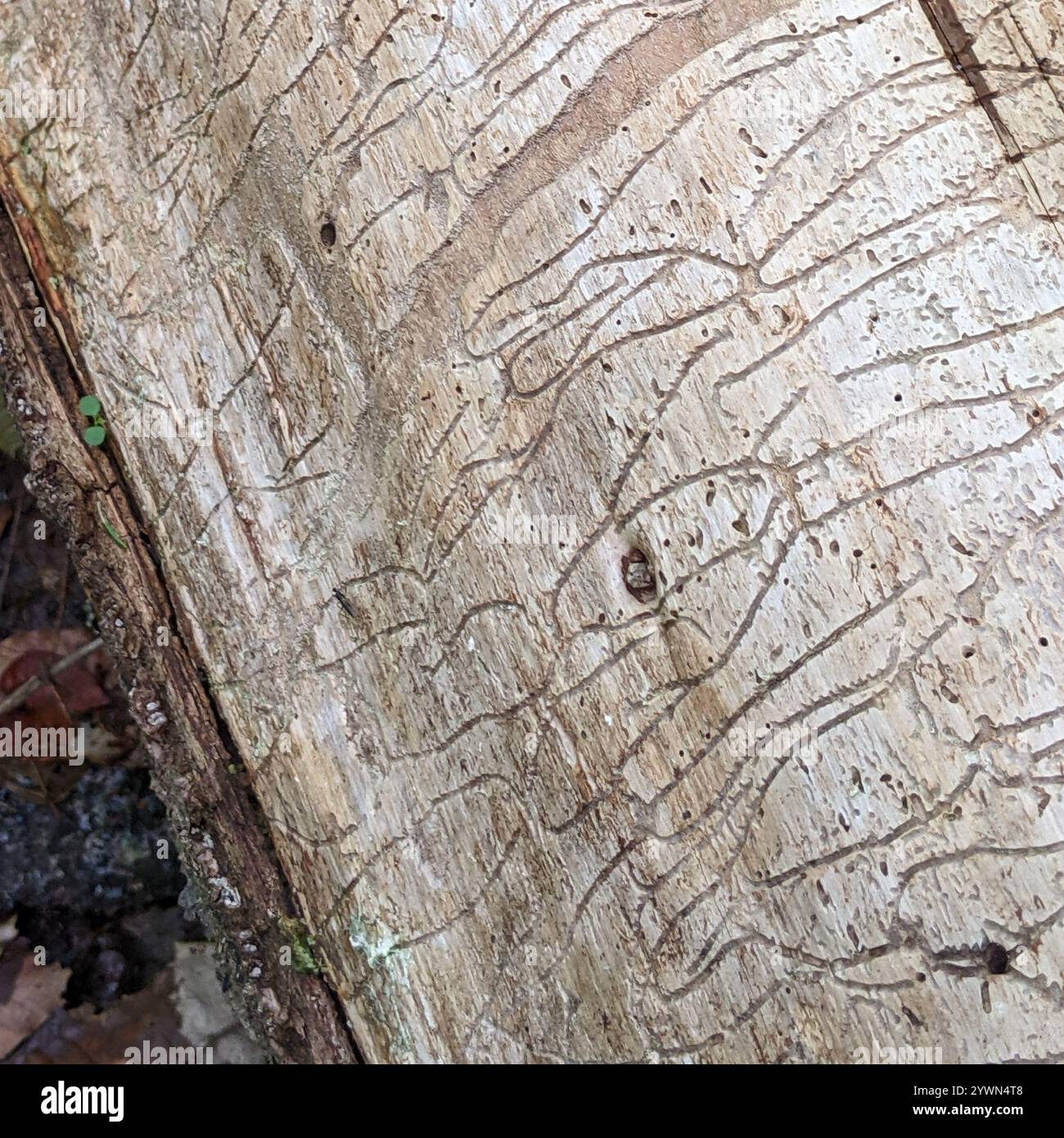 Pityogenes hi-res stock photography and images - Alamy