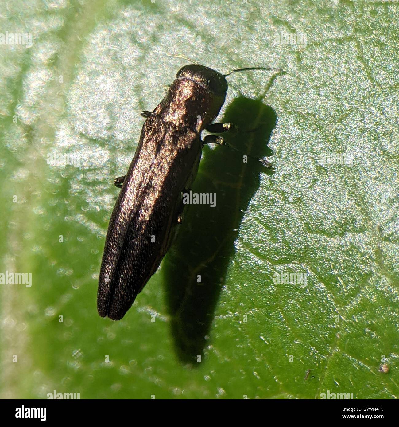 Rose Stem Girdler (Agrilus cuprescens Stock Photo - Alamy