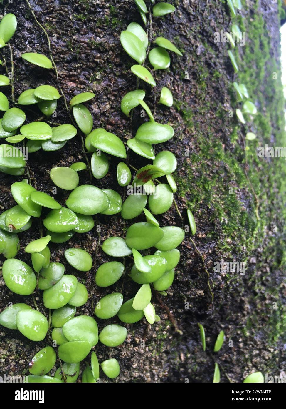 Green penny fern (Lemmaphyllum microphyllum Stock Photo - Alamy