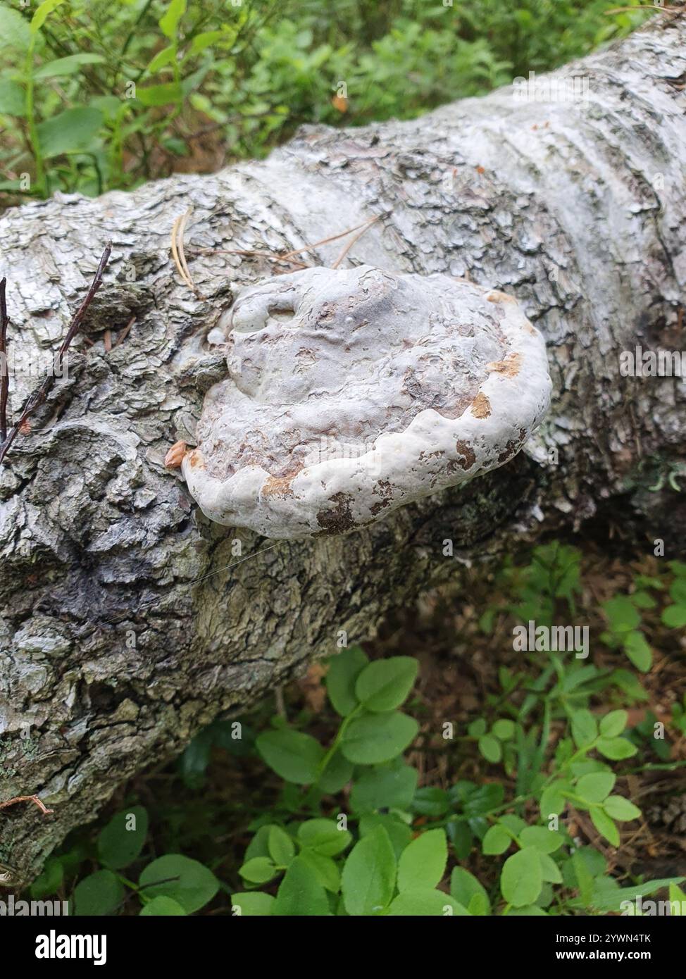 Hoof Fungus (Fomes fomentarius Stock Photo - Alamy
