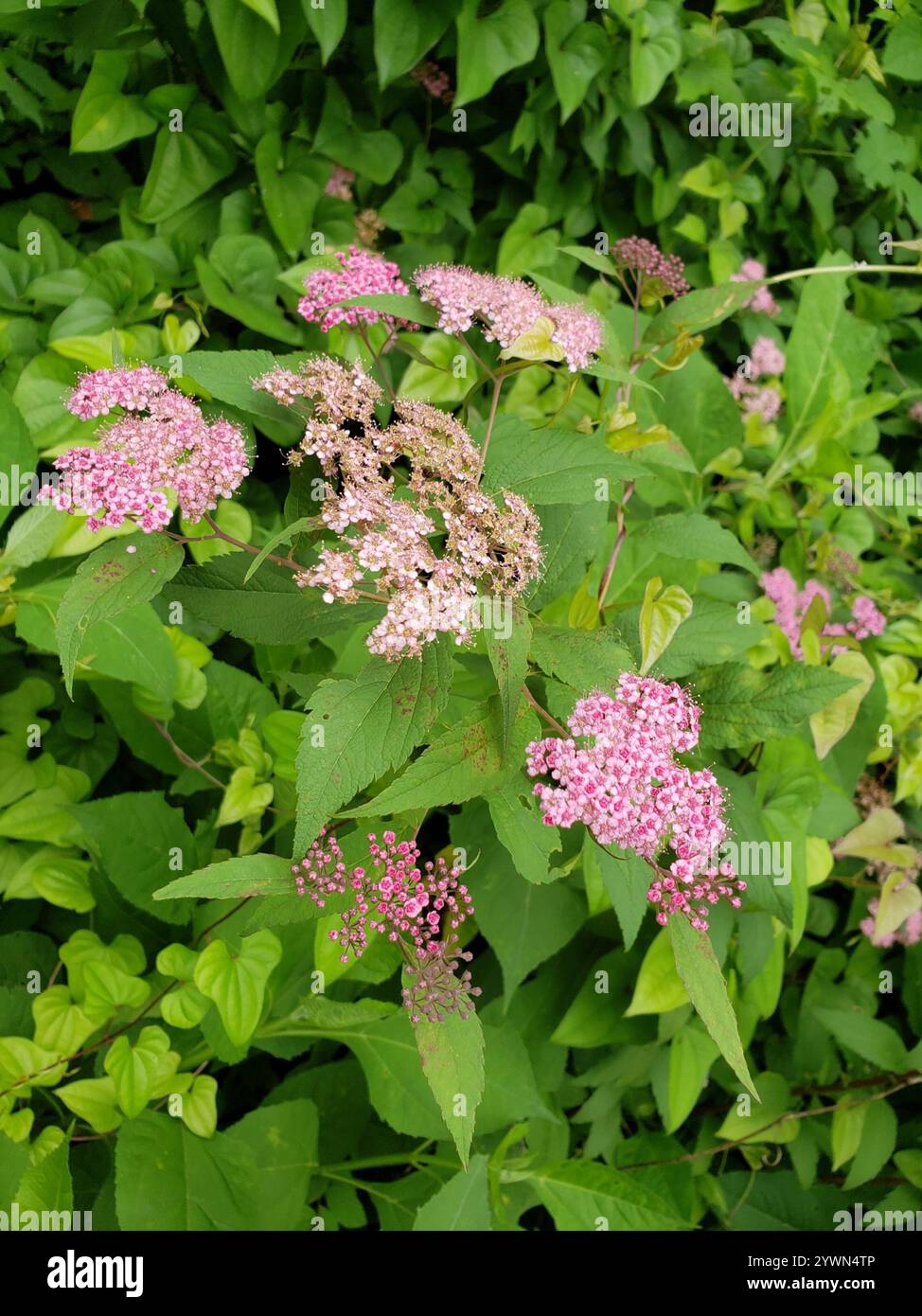 Japanese Spirea (Spiraea japonica Stock Photo - Alamy