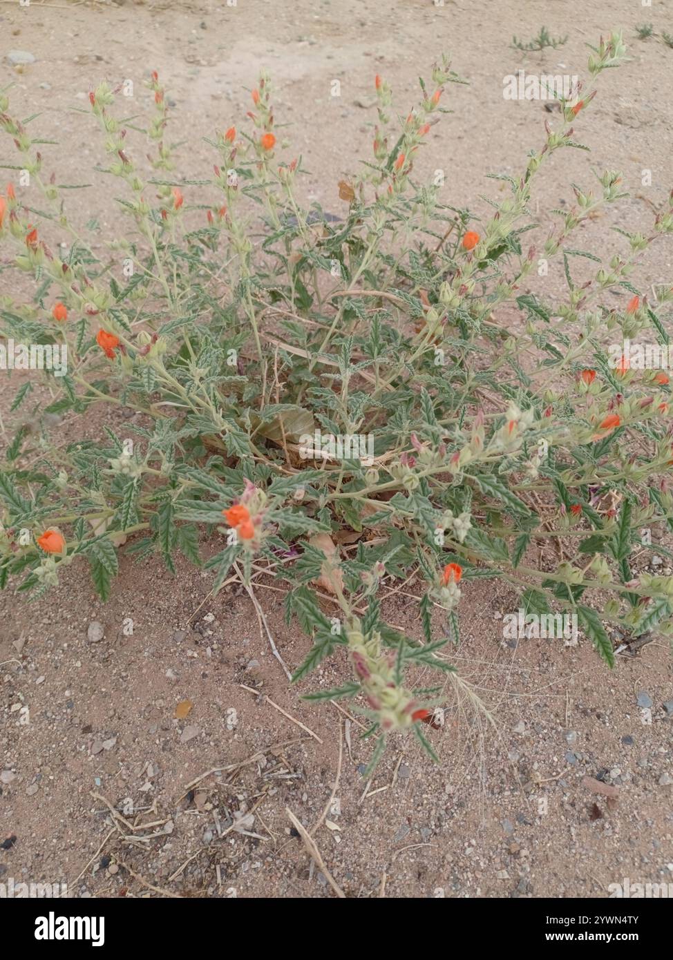 spear globemallow (Sphaeralcea hastulata Stock Photo - Alamy