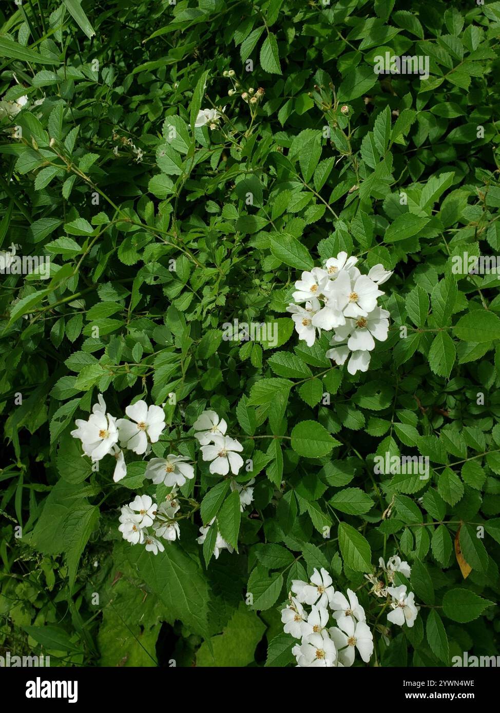 multiflora rose (Rosa multiflora Stock Photo - Alamy