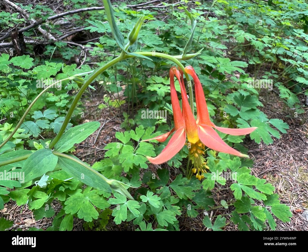 western columbine (Aquilegia formosa Stock Photo - Alamy