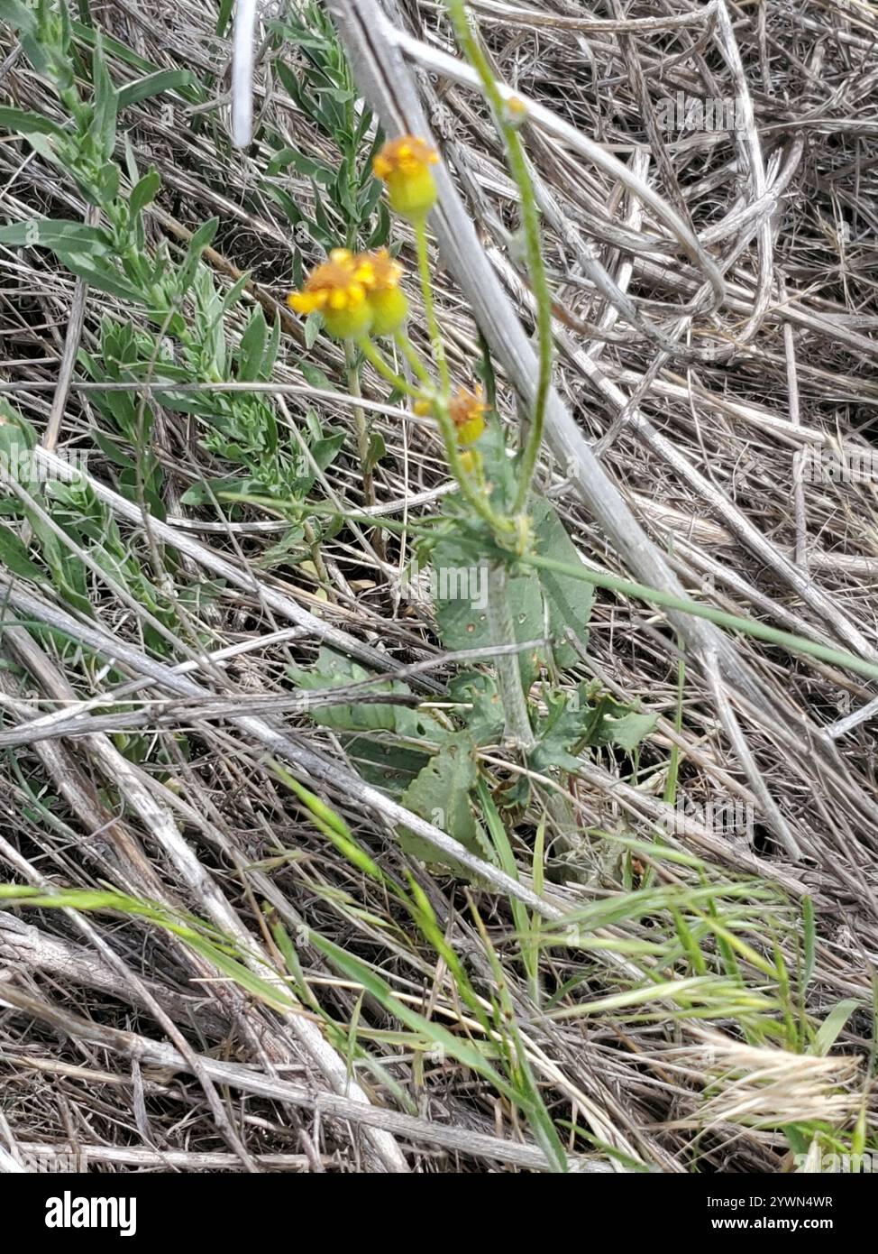 woolly groundsel (Packera cana Stock Photo - Alamy