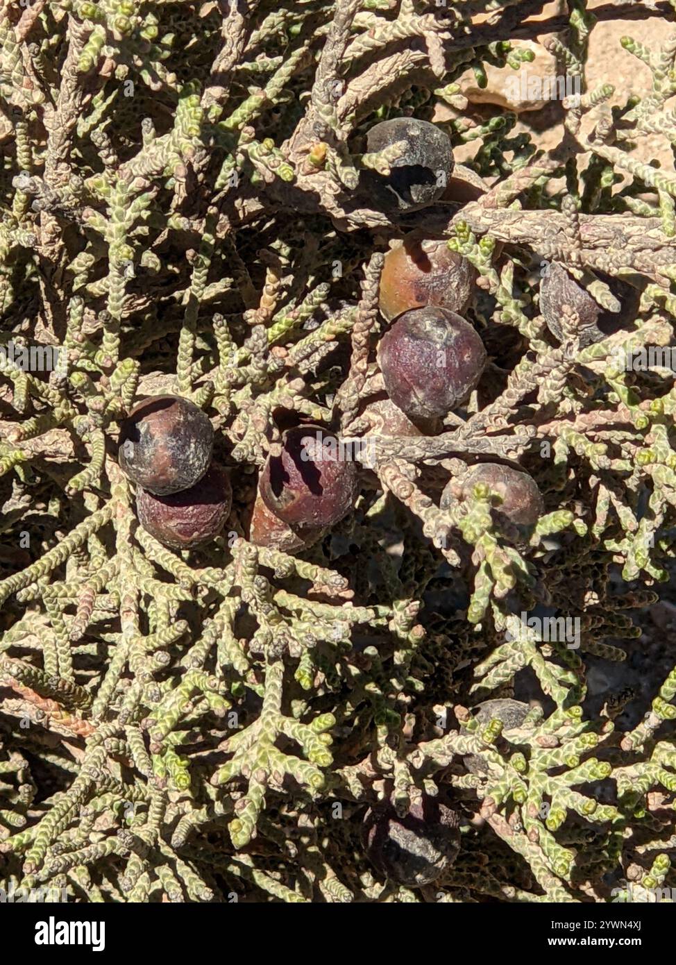 Mediterranean juniper (Juniperus turbinata Stock Photo - Alamy