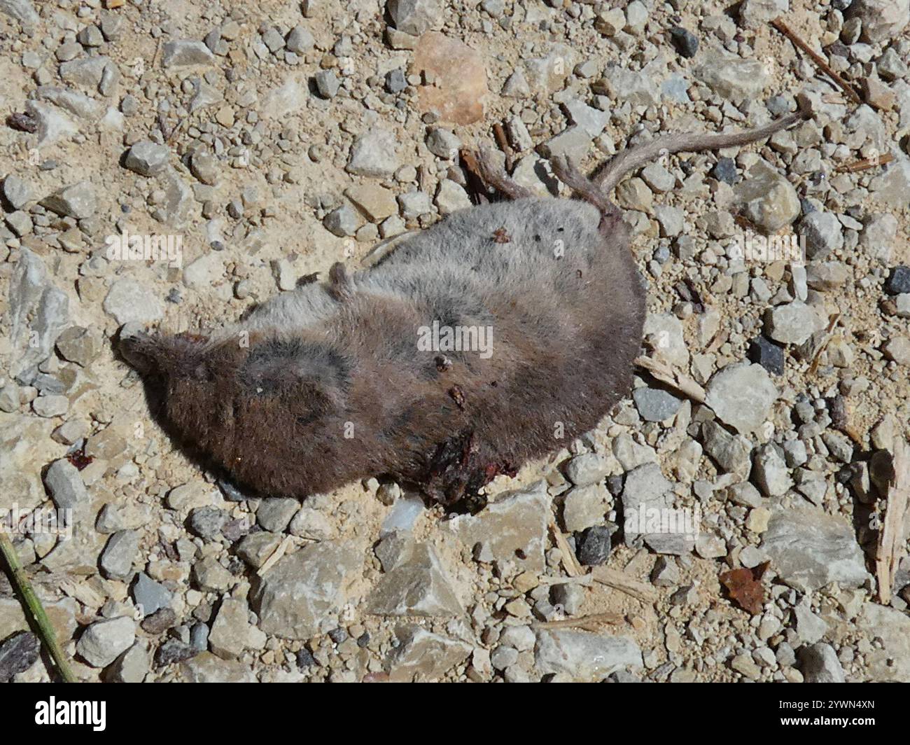 Greater White-toothed Shrew (Crocidura russula Stock Photo - Alamy