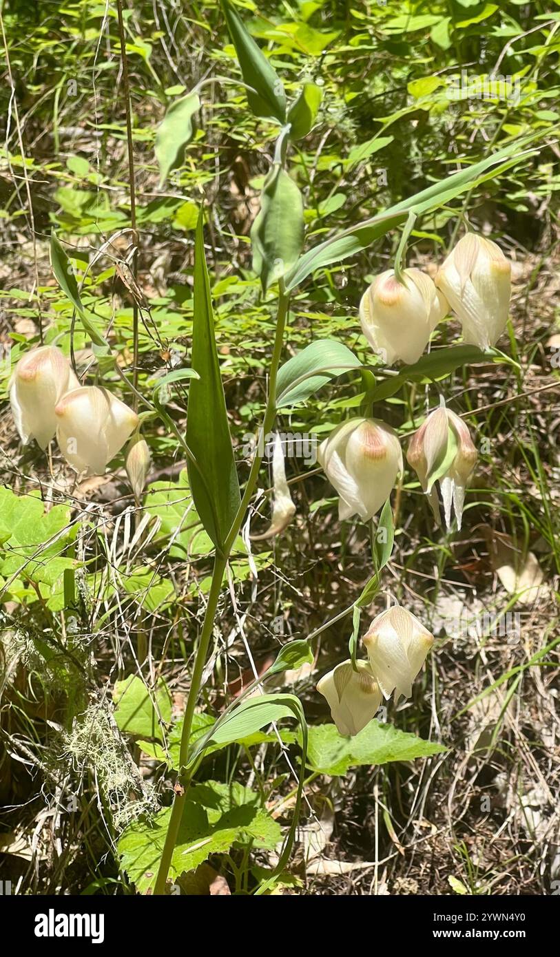 White Globe Lily (Calochortus albus Stock Photo - Alamy