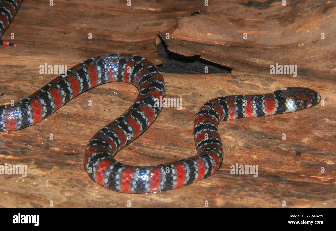 False Coral Snake (Hydrops martii Stock Photo - Alamy