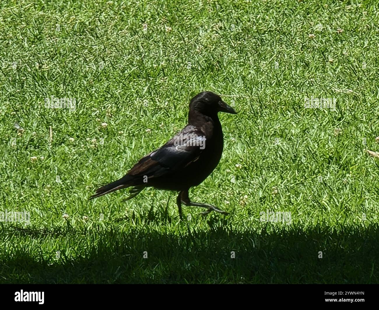 American Crow (Corvus brachyrhynchos Stock Photo - Alamy