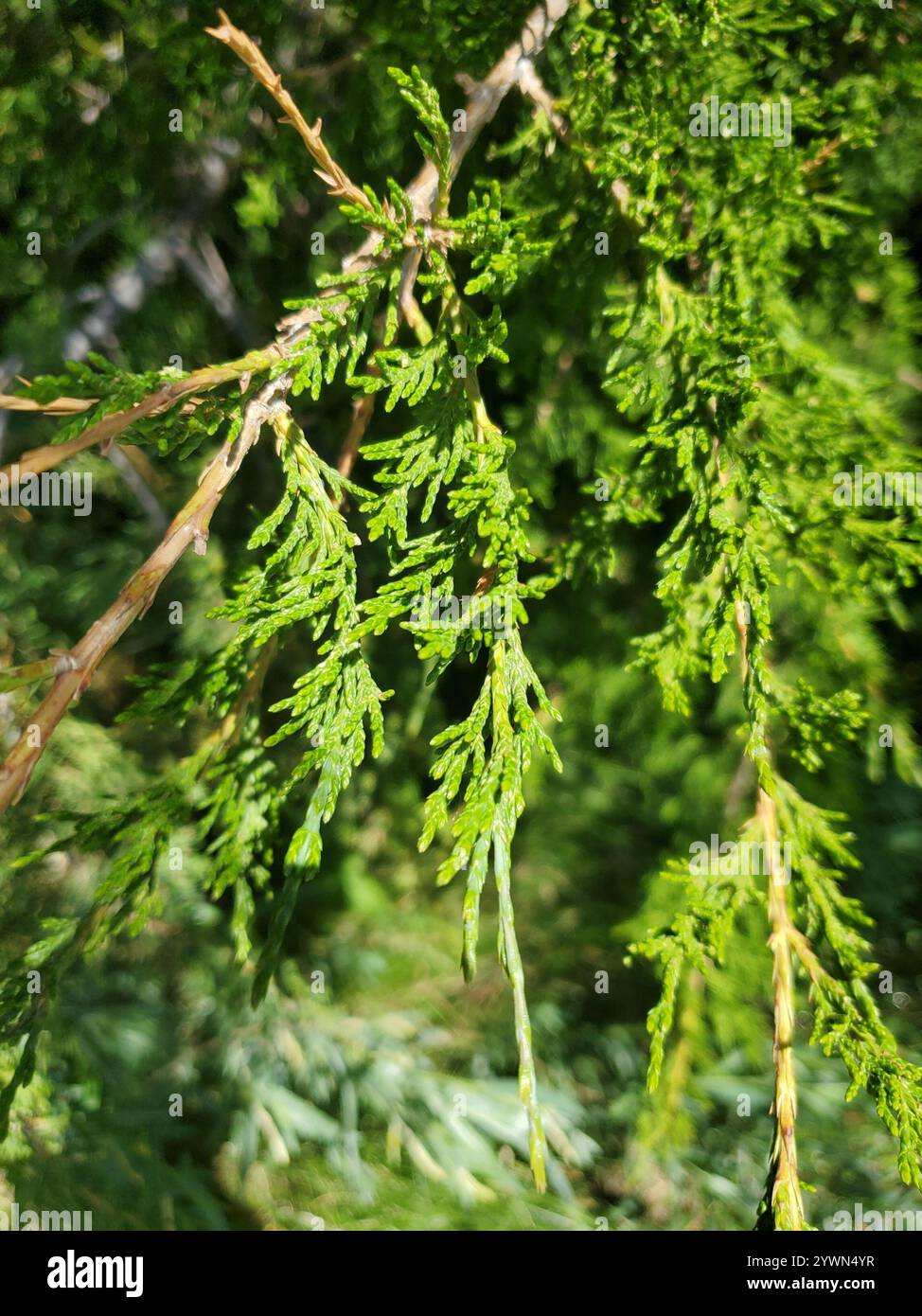 eastern redcedar (Juniperus virginiana Stock Photo - Alamy