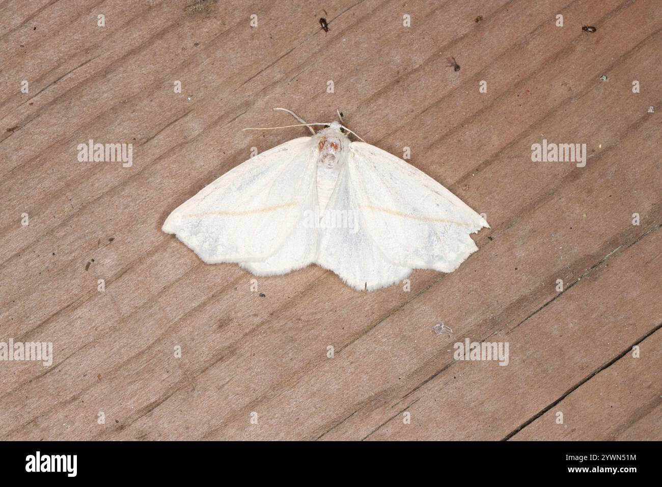 White Slant-line (Tetracis cachexiata Stock Photo - Alamy