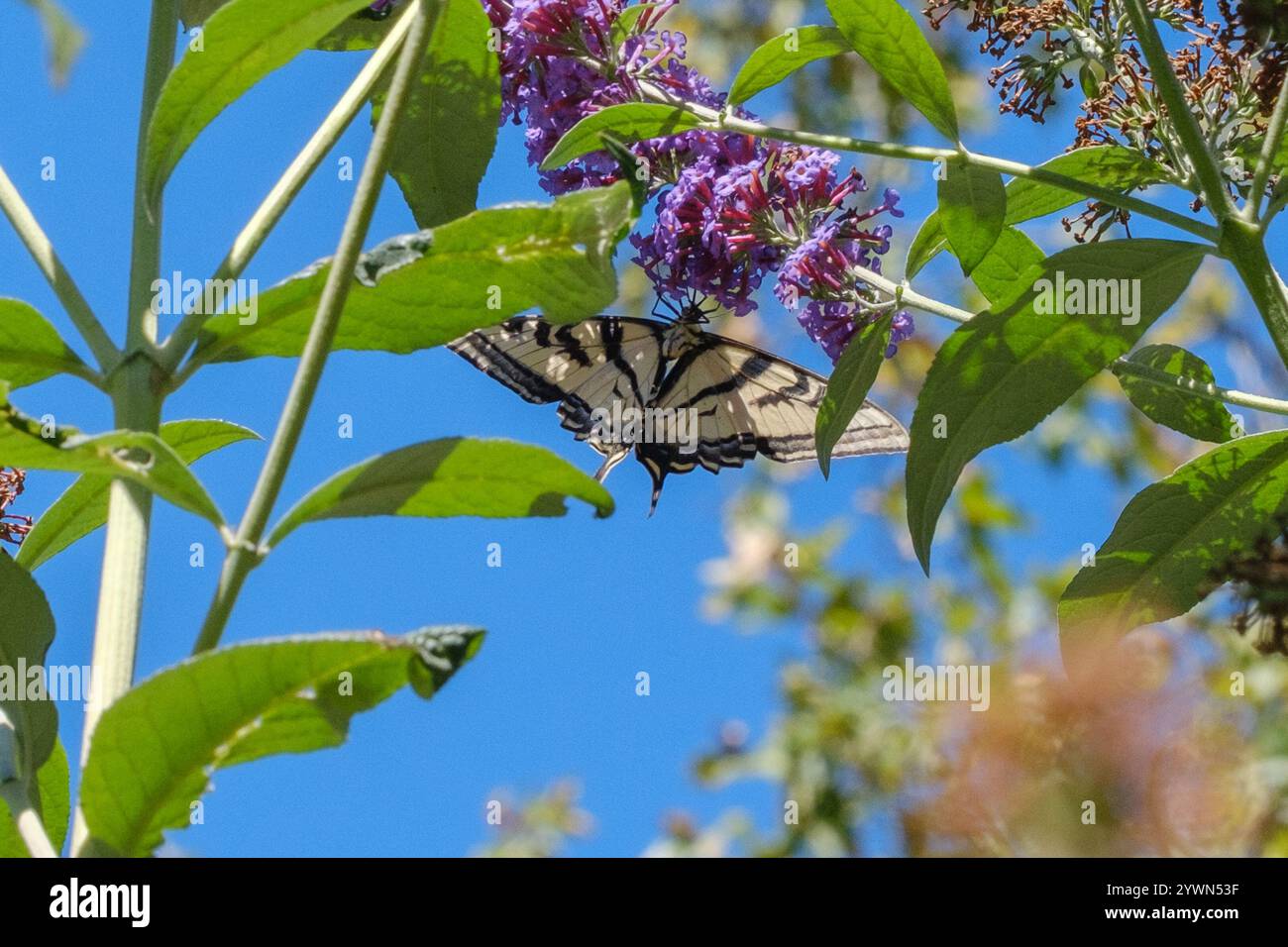 Western Tiger Swallowtail (Papilio rutulus Stock Photo - Alamy
