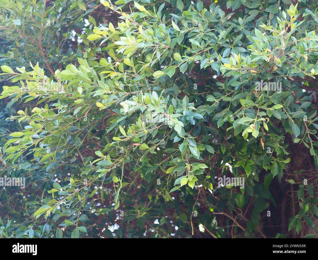 Chinese banyan (Ficus microcarpa Stock Photo - Alamy