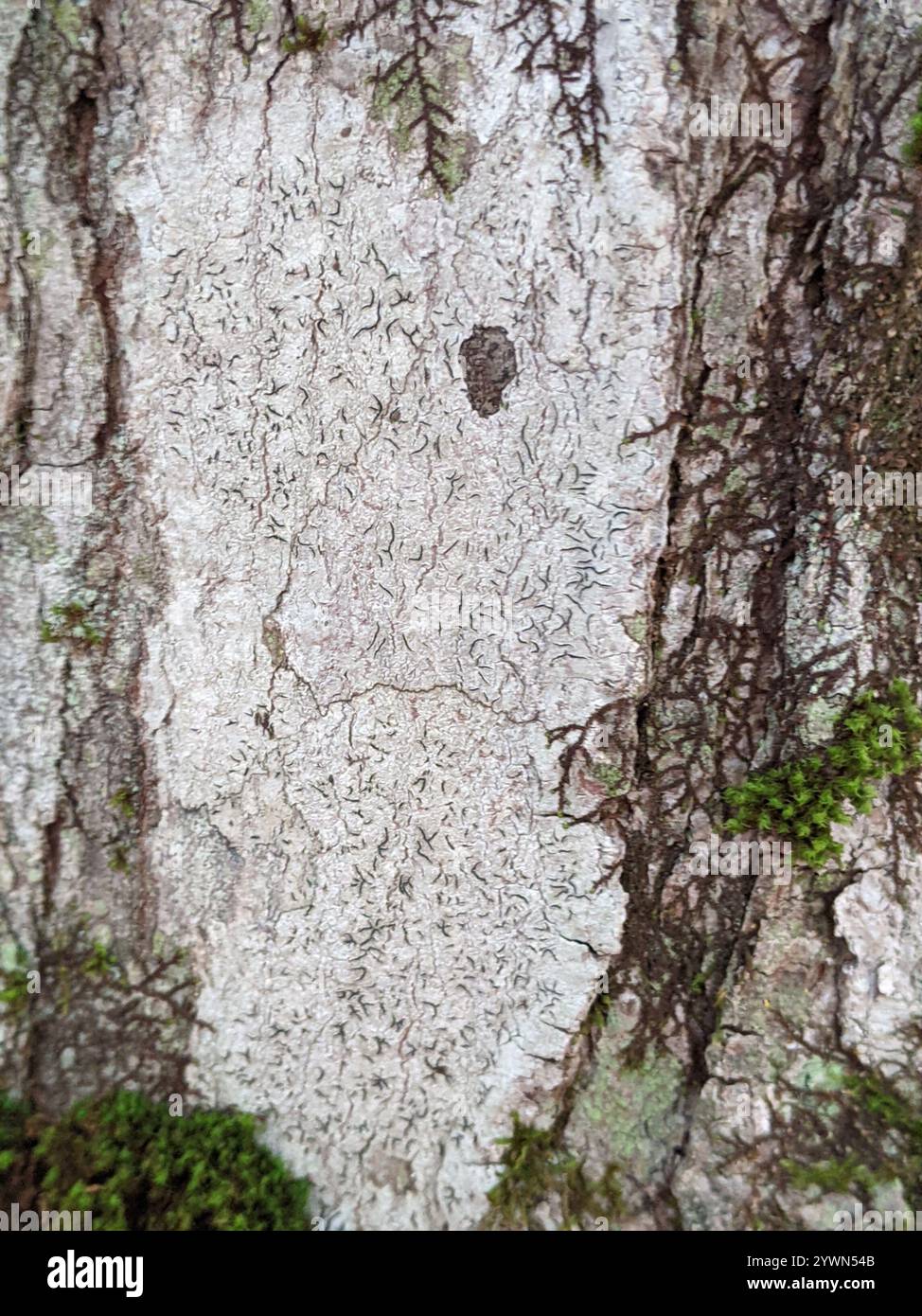 Graffiti Lichens (Graphis Stock Photo - Alamy
