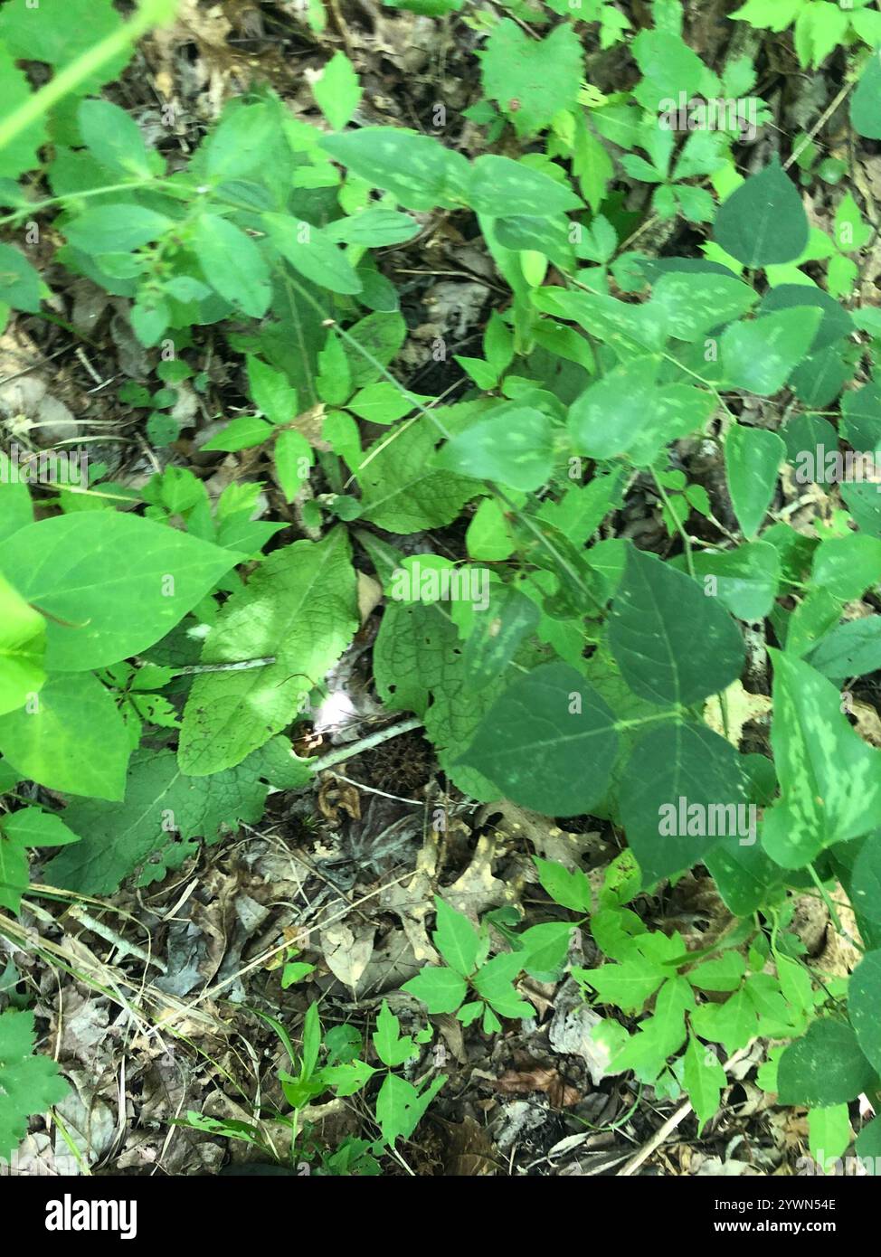 Polystachios hi-res stock photography and images - Alamy