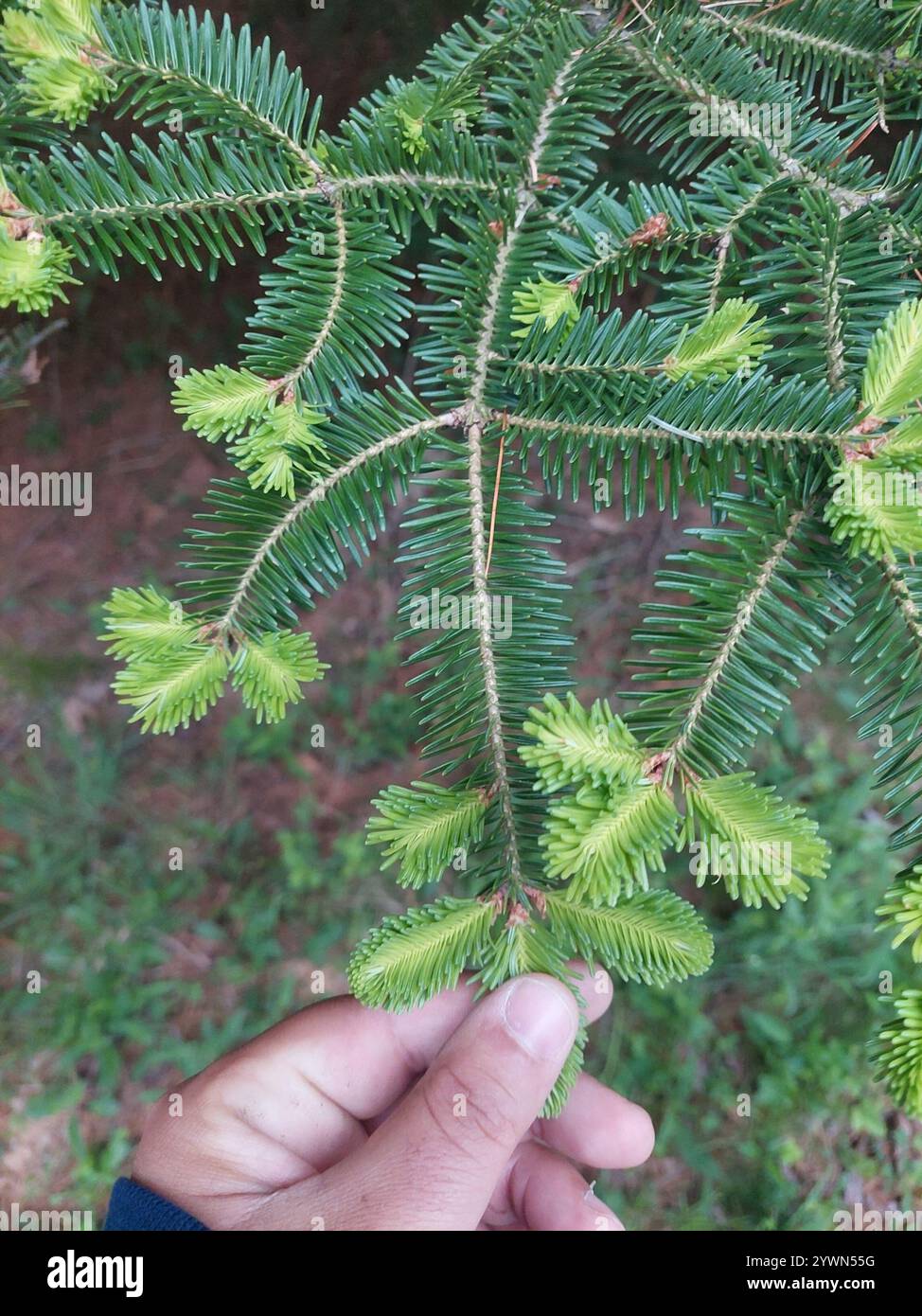 balsam fir (Abies balsamea Stock Photo - Alamy