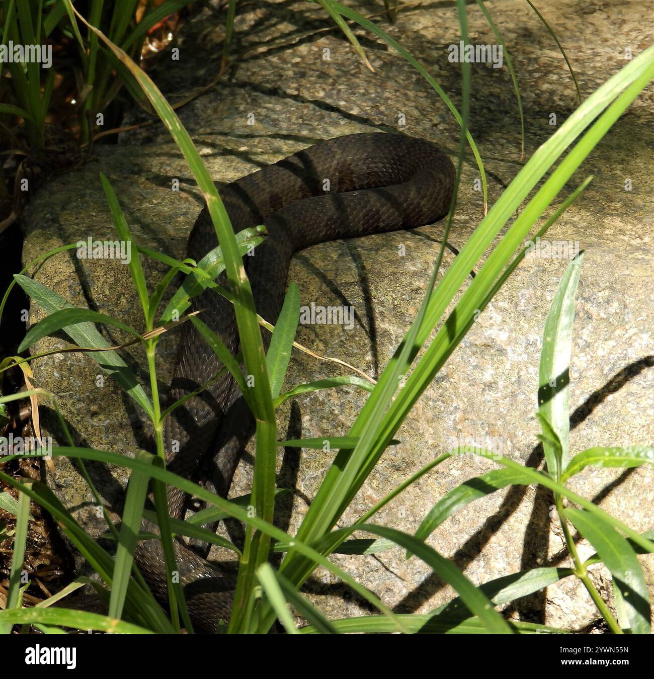 Common Watersnake (Nerodia sipedon Stock Photo - Alamy