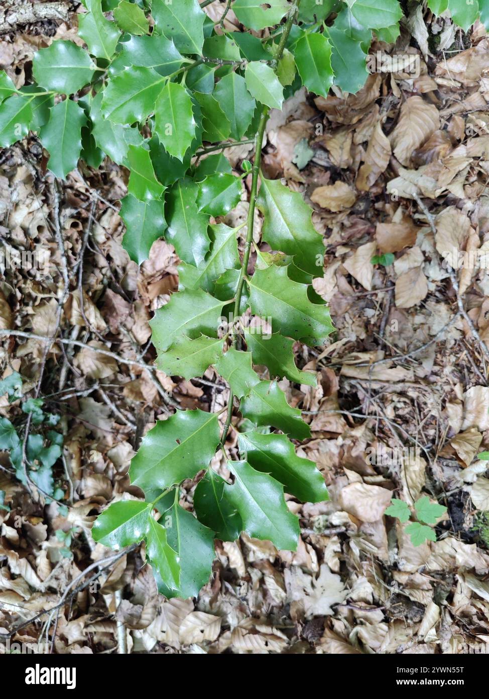 European holly (Ilex aquifolium Stock Photo - Alamy