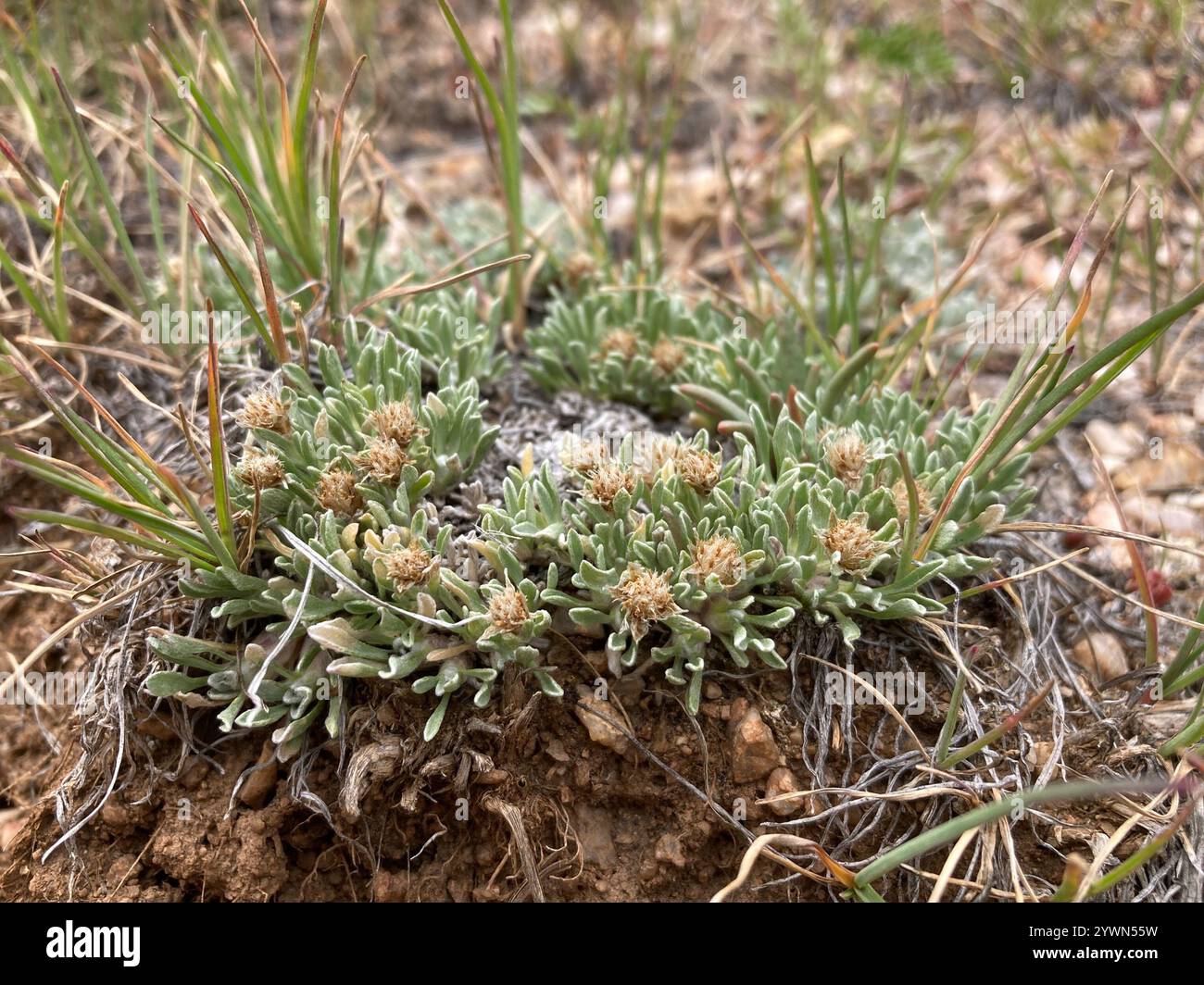 Low Pussytoes (Antennaria dimorpha Stock Photo - Alamy