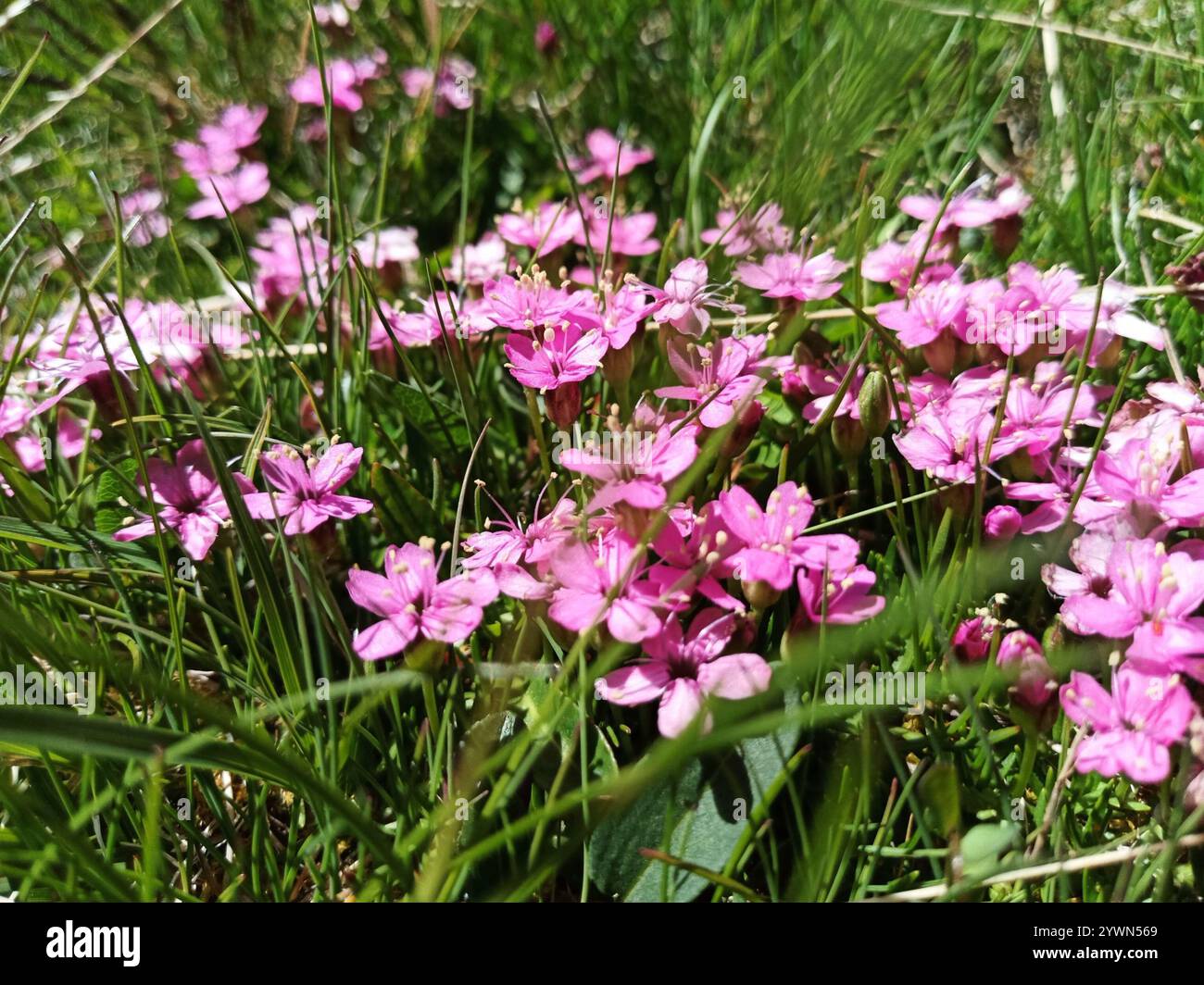 Moss Campion (Silene acaulis Stock Photo - Alamy