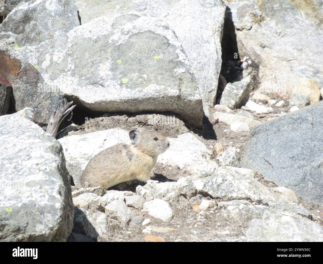 American Pika (Ochotona princeps Stock Photo - Alamy