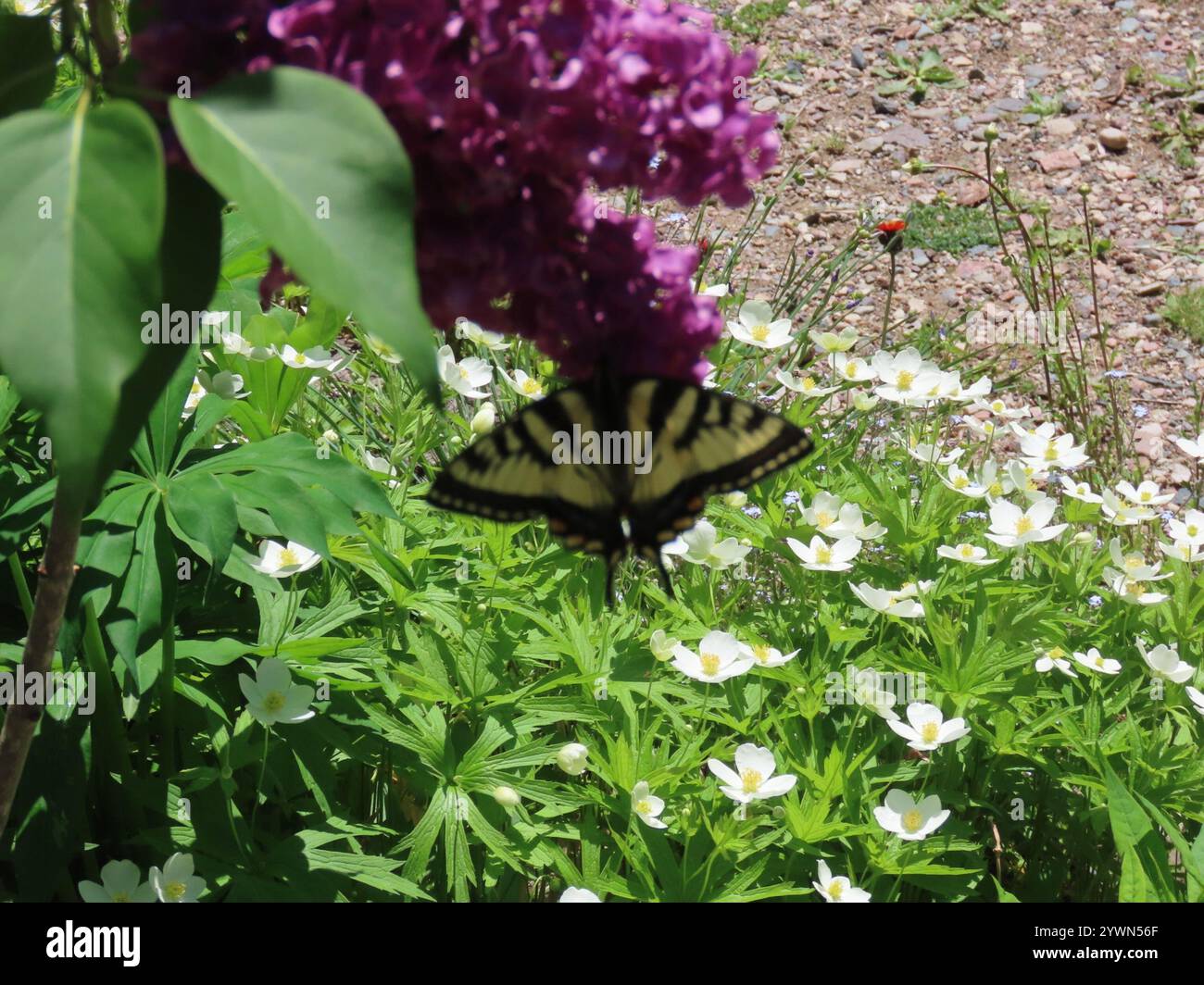Canadian Tiger Swallowtail (Papilio canadensis Stock Photo - Alamy