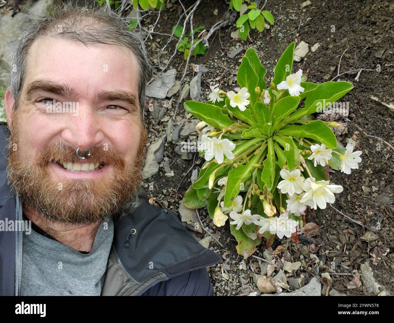 Tweedy's lewisia (Lewisiopsis tweedyi Stock Photo - Alamy