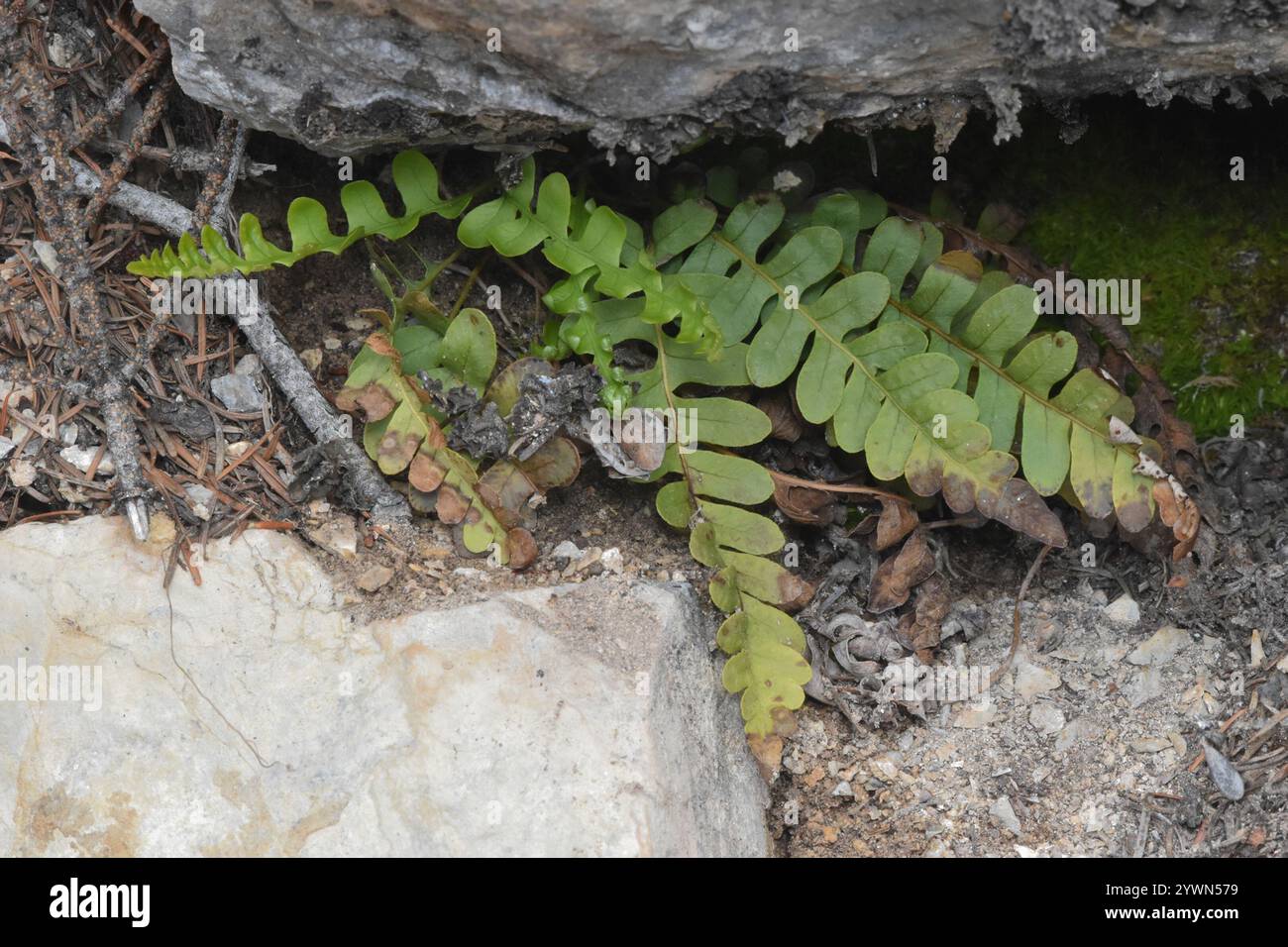 western polypody (Polypodium hesperium Stock Photo - Alamy
