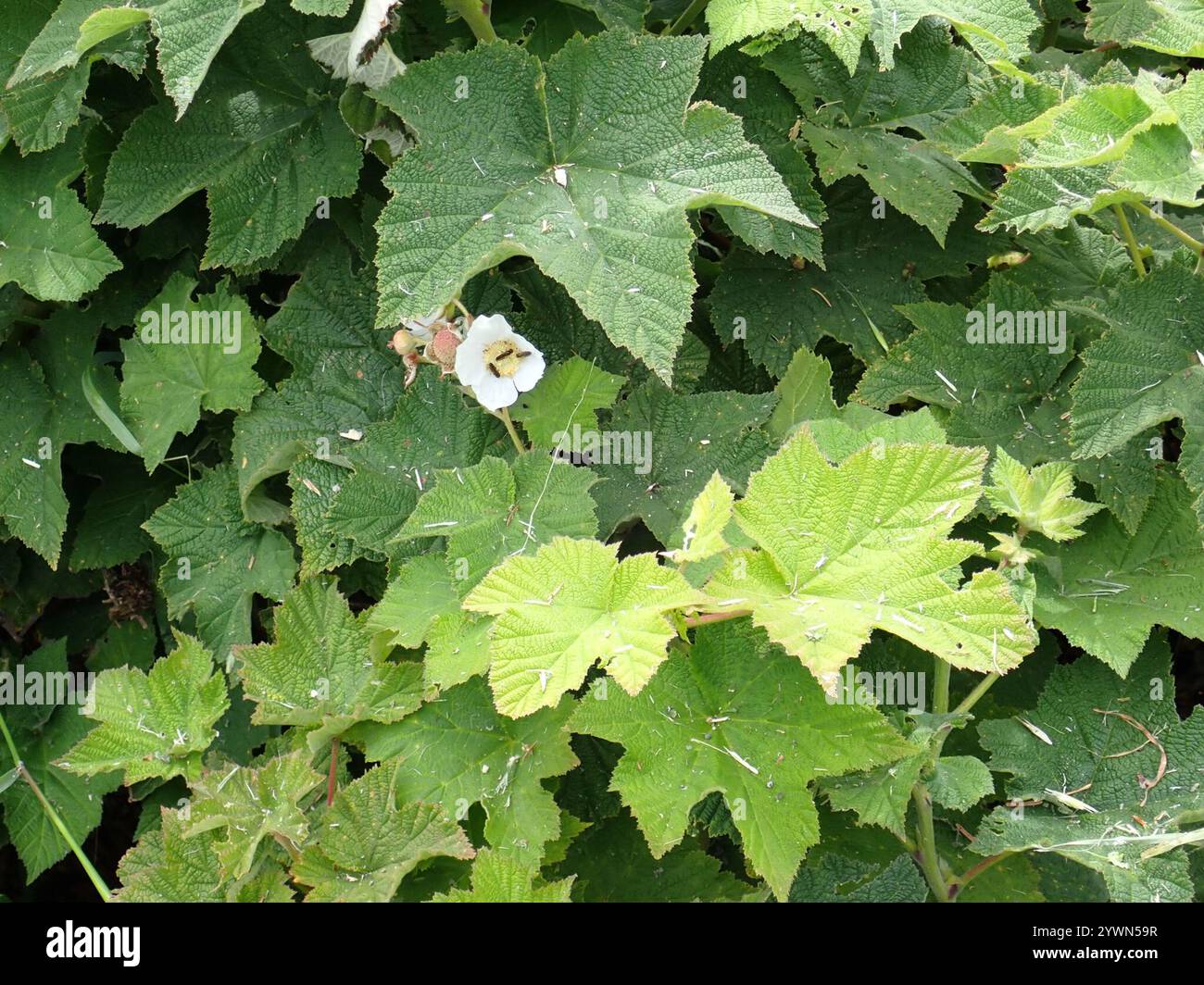thimbleberry (Rubus parviflorus Stock Photo - Alamy