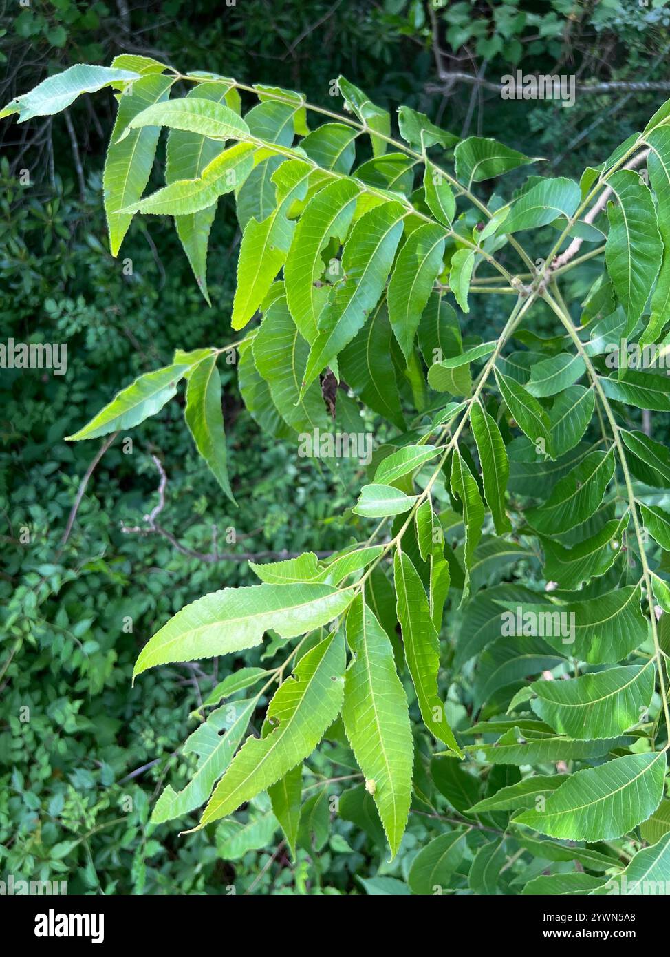 pecan (Carya illinoinensis Stock Photo - Alamy
