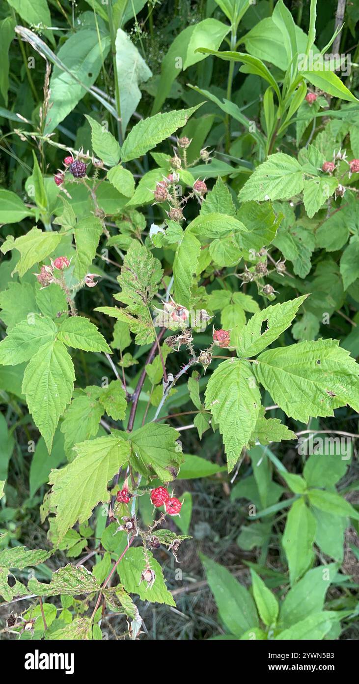 black raspberry (Rubus occidentalis Stock Photo - Alamy