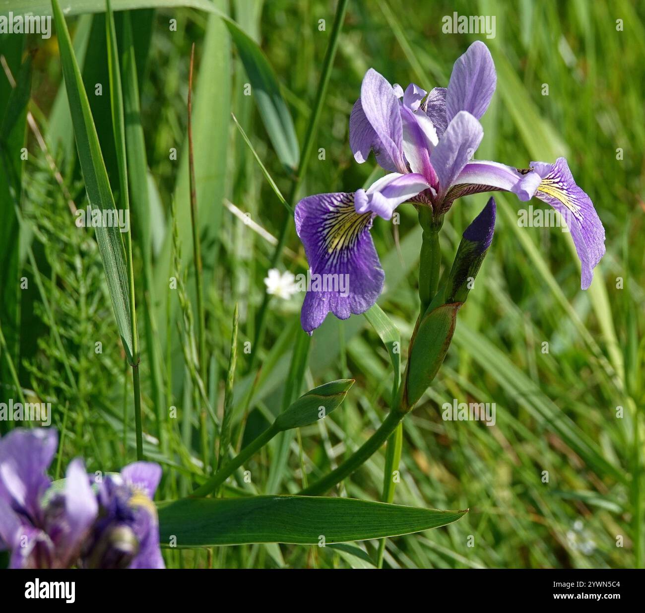 northern blue flag (Iris versicolor Stock Photo - Alamy