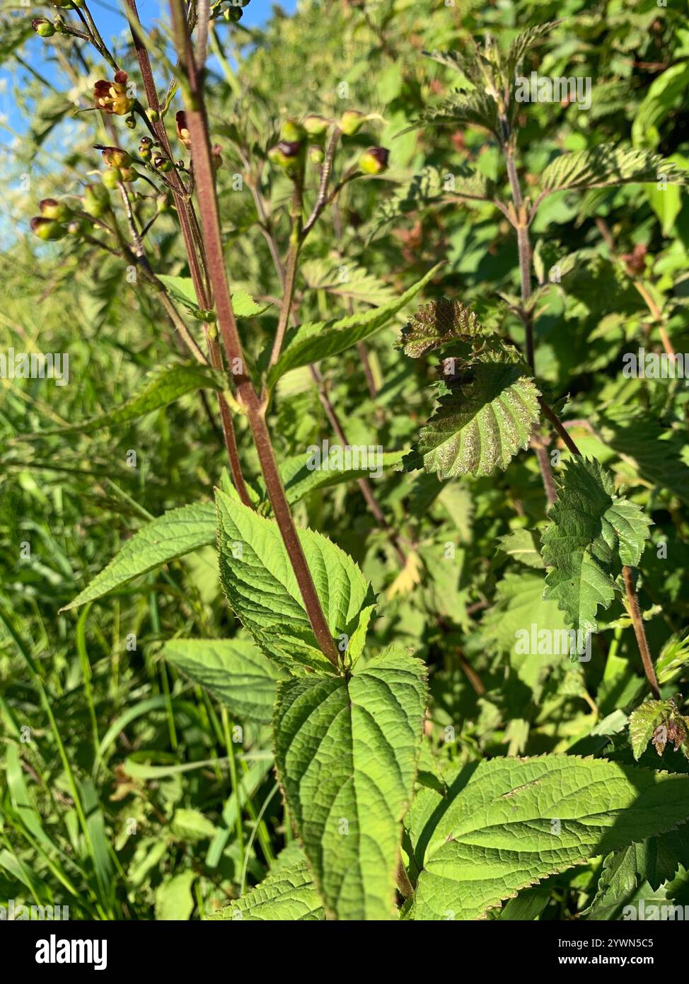 Common Figwort (Scrophularia nodosa Stock Photo - Alamy