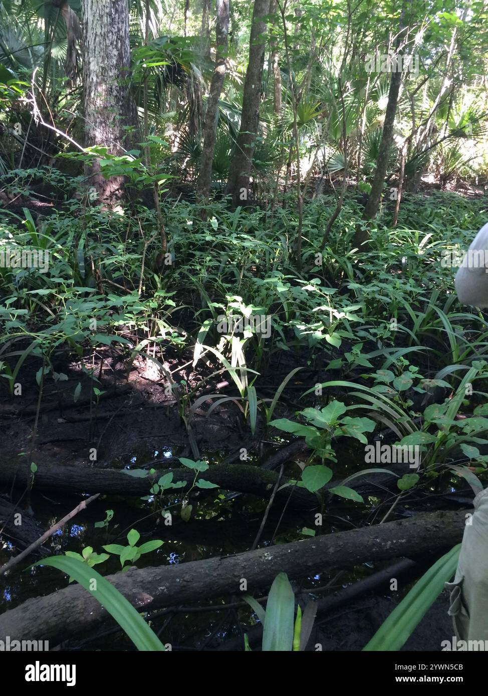 Southern Swamp Crinum (Crinum americanum Stock Photo - Alamy