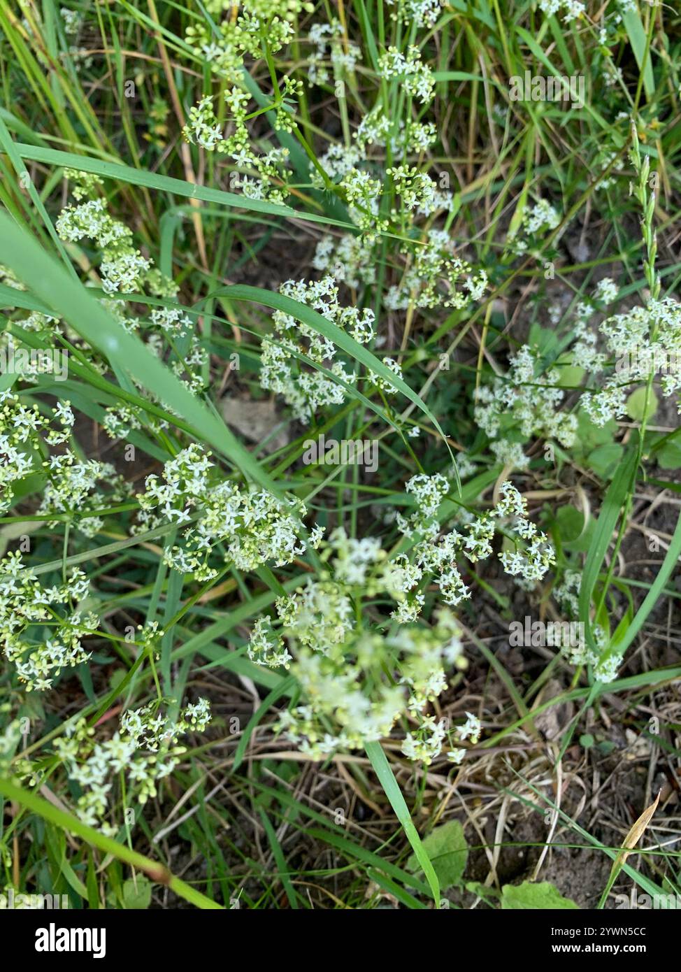 white bedstraw (Galium album Stock Photo - Alamy
