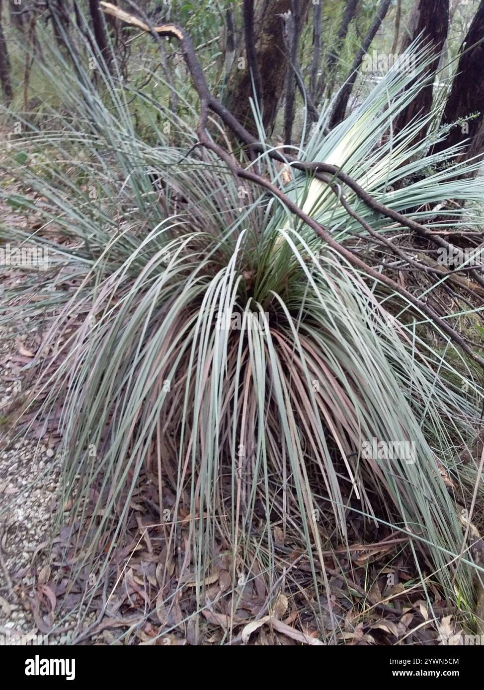 tufted grass-tree (Xanthorrhoea semiplana Stock Photo - Alamy