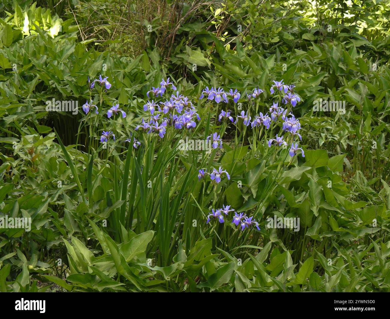 northern blue flag (Iris versicolor Stock Photo - Alamy