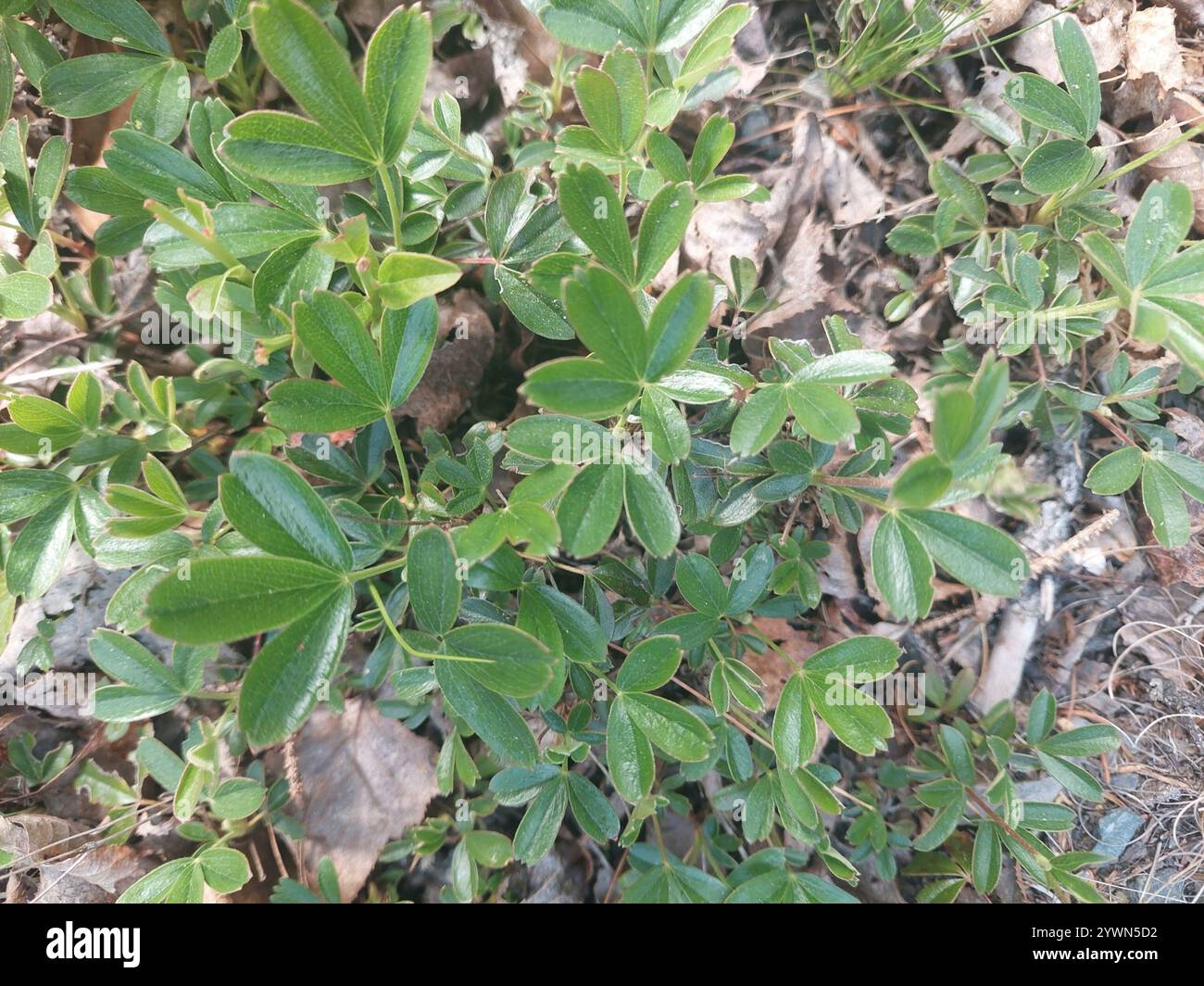 three-toothed cinquefoil (Sibbaldiopsis tridentata Stock Photo - Alamy