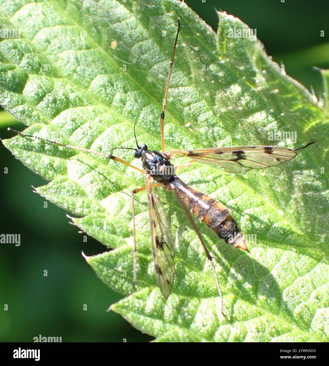 orange-marked cranefly (Ptychoptera contaminata Stock Photo - Alamy