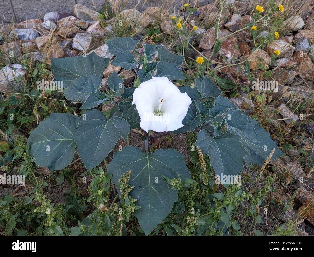 Sacred Datura (Datura wrightii Stock Photo - Alamy