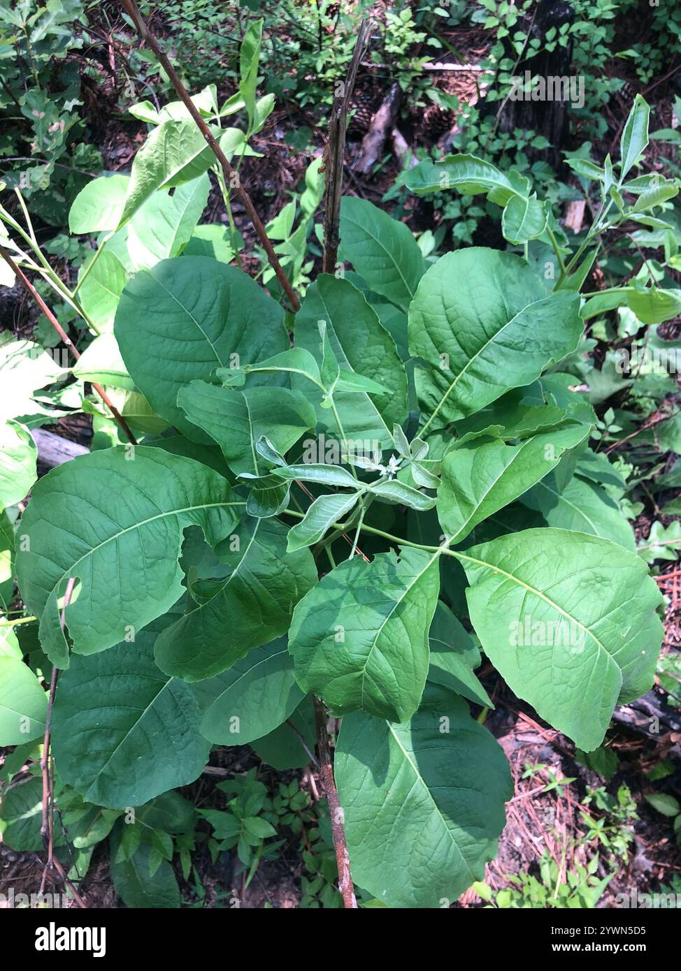 Wafer Ash (Ptelea trifoliata mollis Stock Photo - Alamy