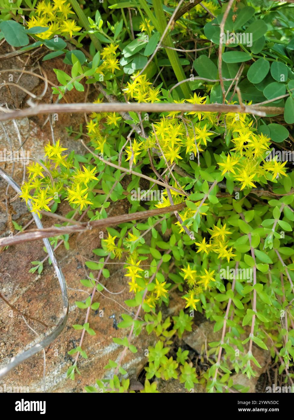 Stringy Stonecrop (Sedum sarmentosum Stock Photo - Alamy
